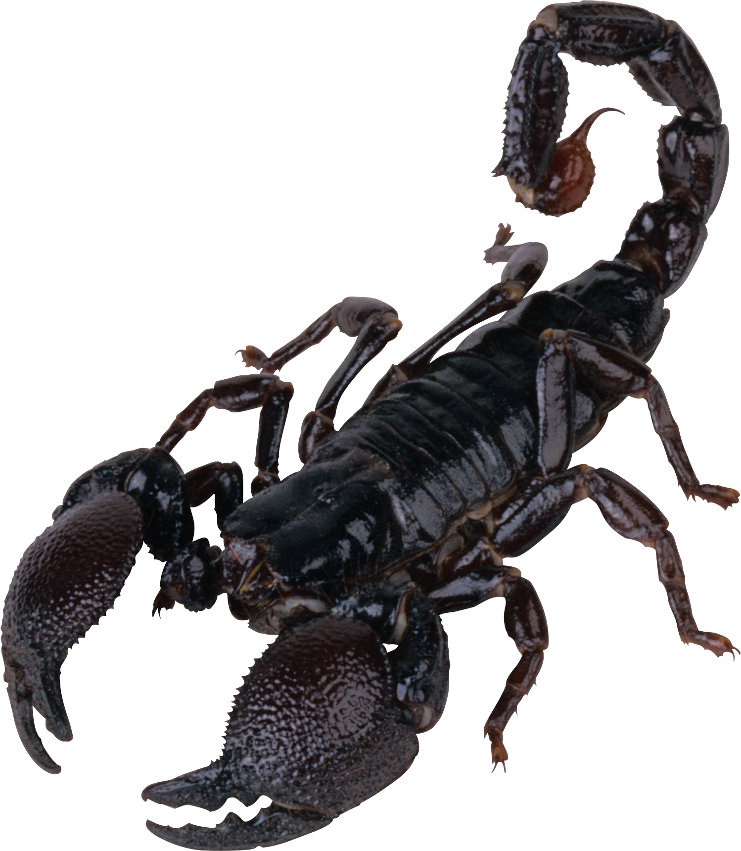 Fumigación de Alacranes